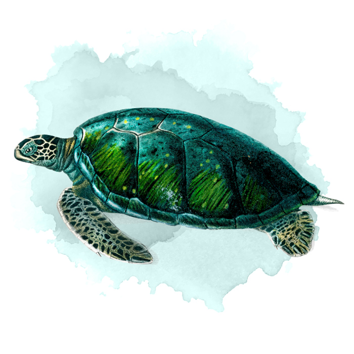 Bentota Hotels | Thaala Bentota Resort Official Site